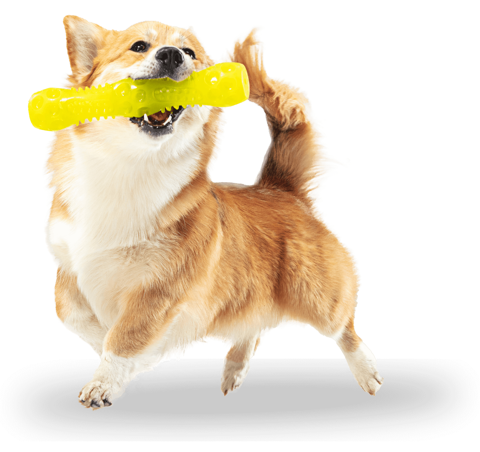 PET South America - 2024 - PETSA