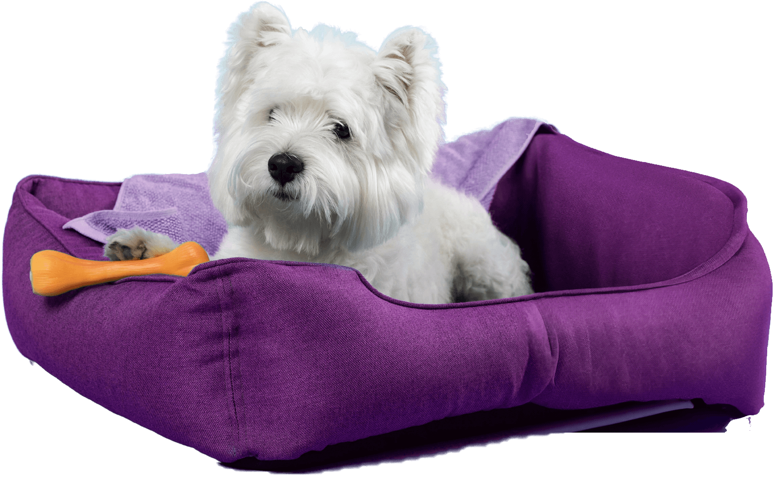 PET South America - 2024 - Home